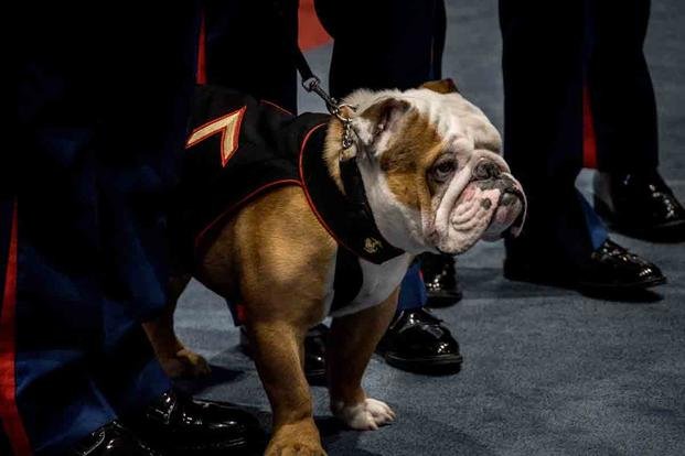 Marine Corps Mascot Chesty XVI Gets Promoted on His Way to Outranking You | Military.com